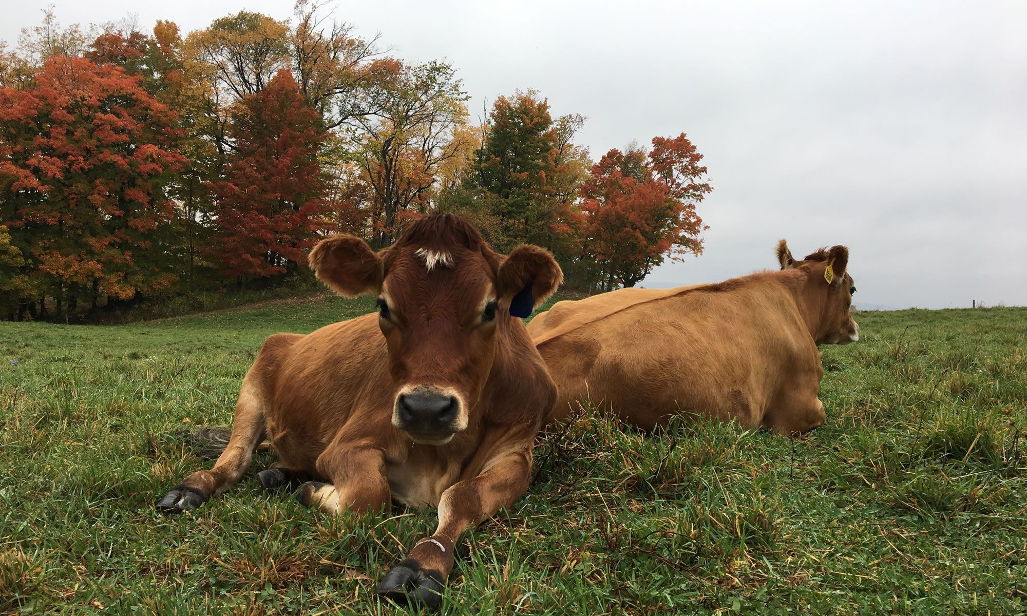 cow_header – Plato Dale Farm